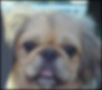 Blurred image of dog face
